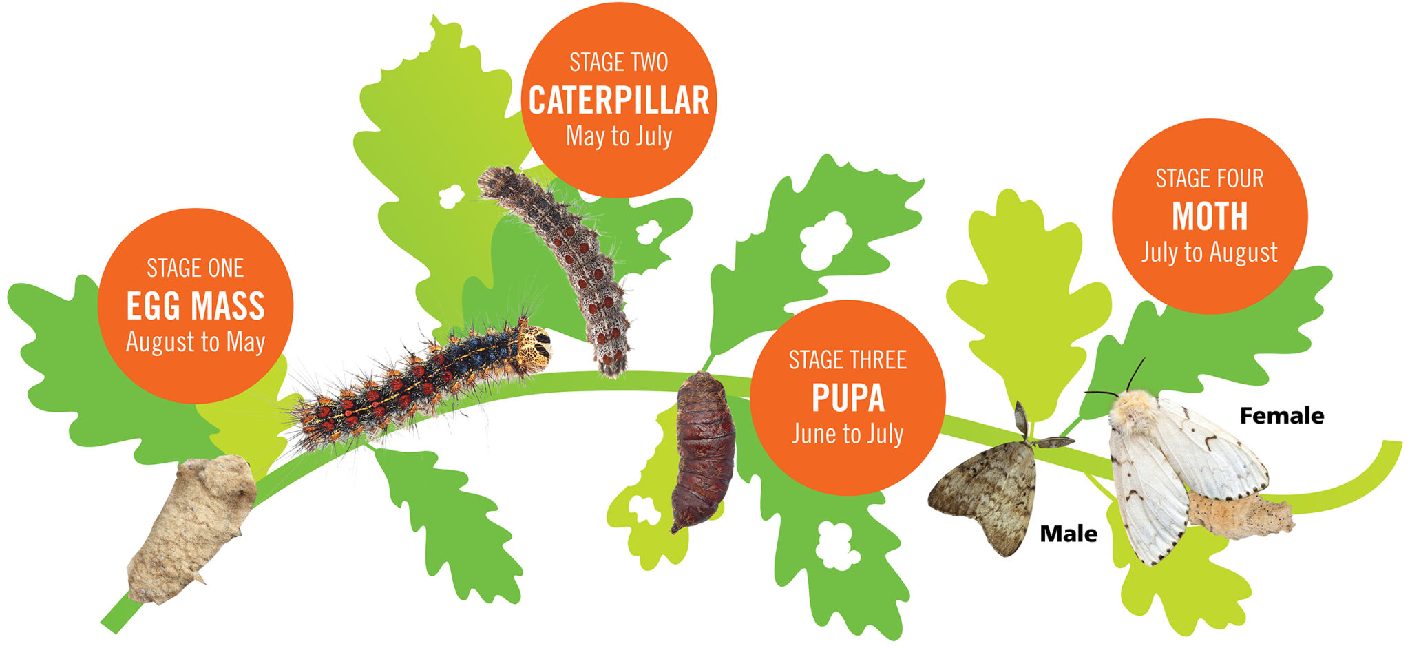 Spongy Moth Control Program – City of Sarnia